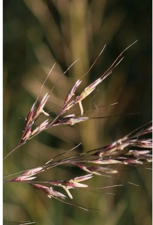 新疆农业大学植物图鉴（禾草篇） - 学涯 - 中国大学生在线